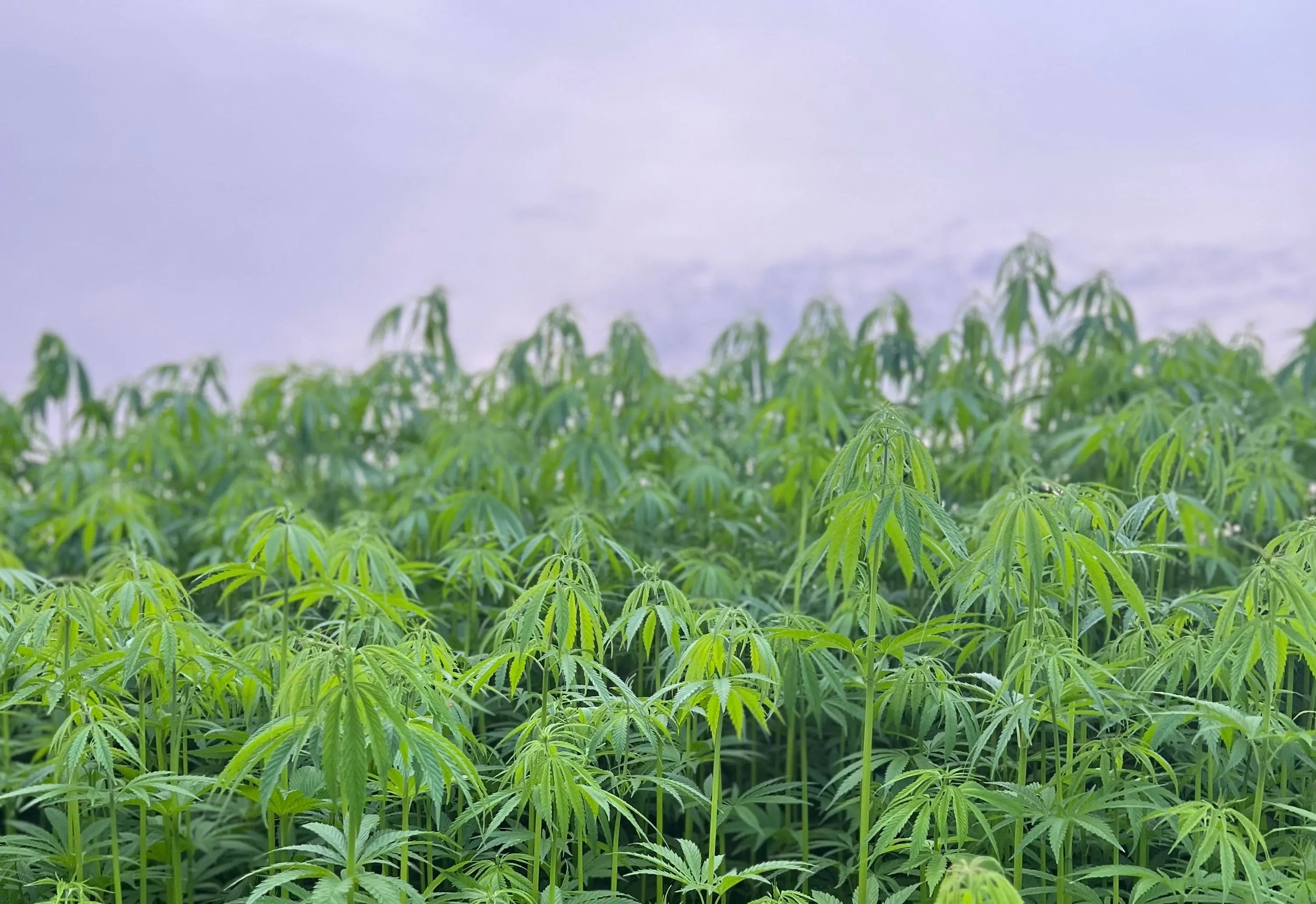 Another Year, Another Earth Day: Hemp On The Rise | ZONE by Lydia
