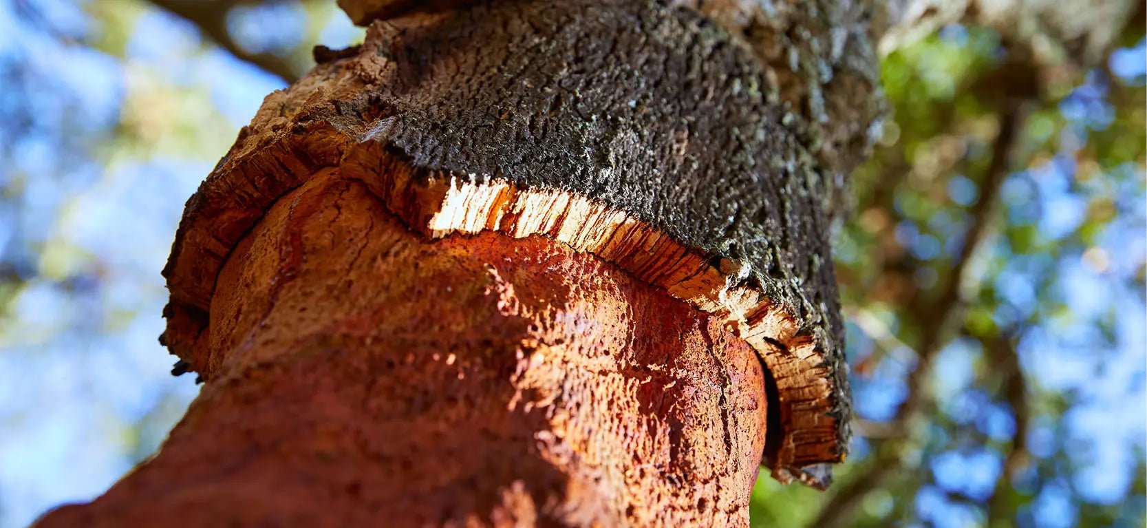 How is Cork Antibacterial? | Sustainable Wellness | Zone by Lydia – ZONE