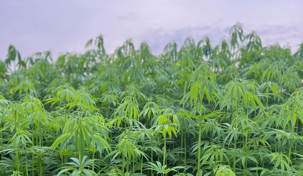 Why We Choose Hemp | ZONE by Lydia | Hemp Clothing